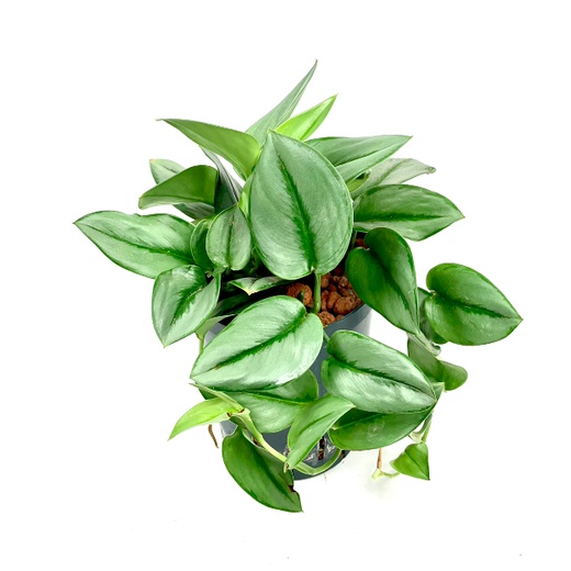 Scindapsus pictus moonlight | Shopee Polska