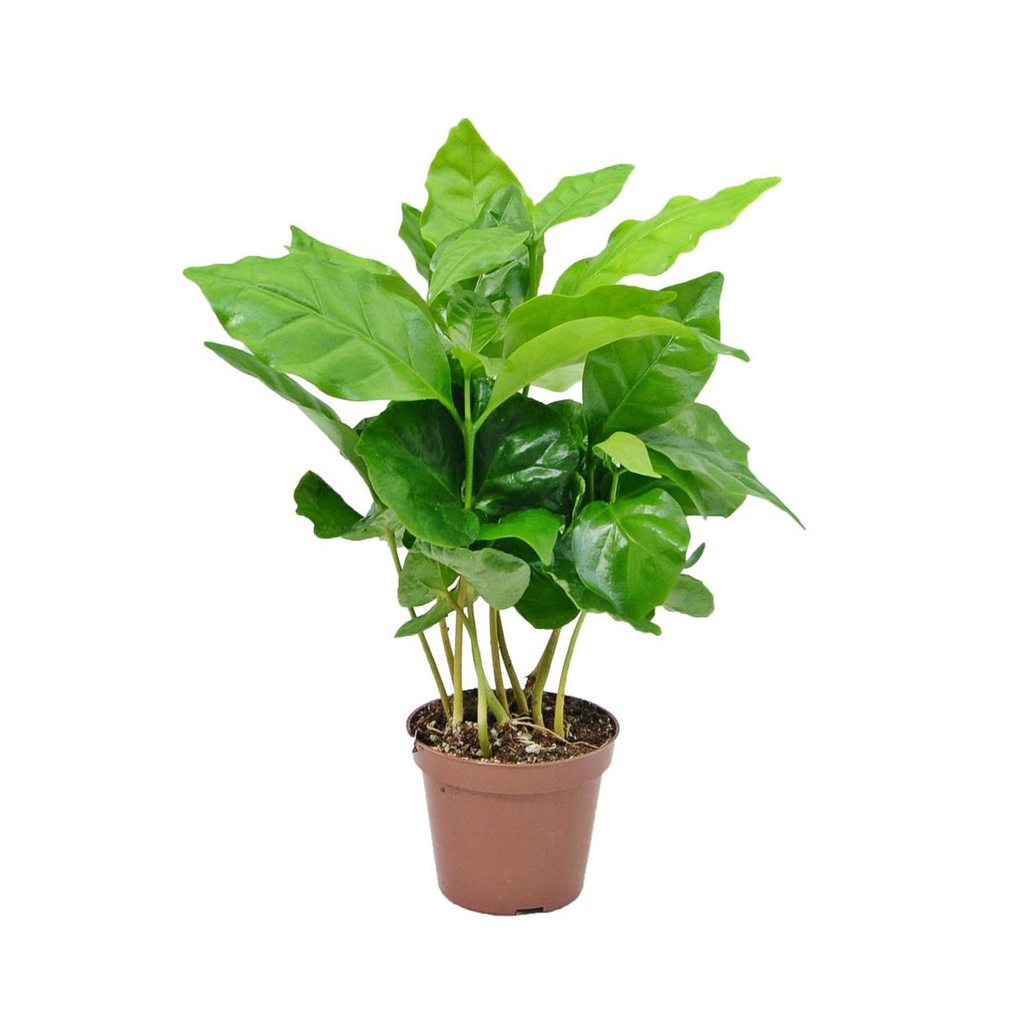 COFFEA Arabica sadzonka KAWY kawa roślina żywe rośliny | Shopee Polska